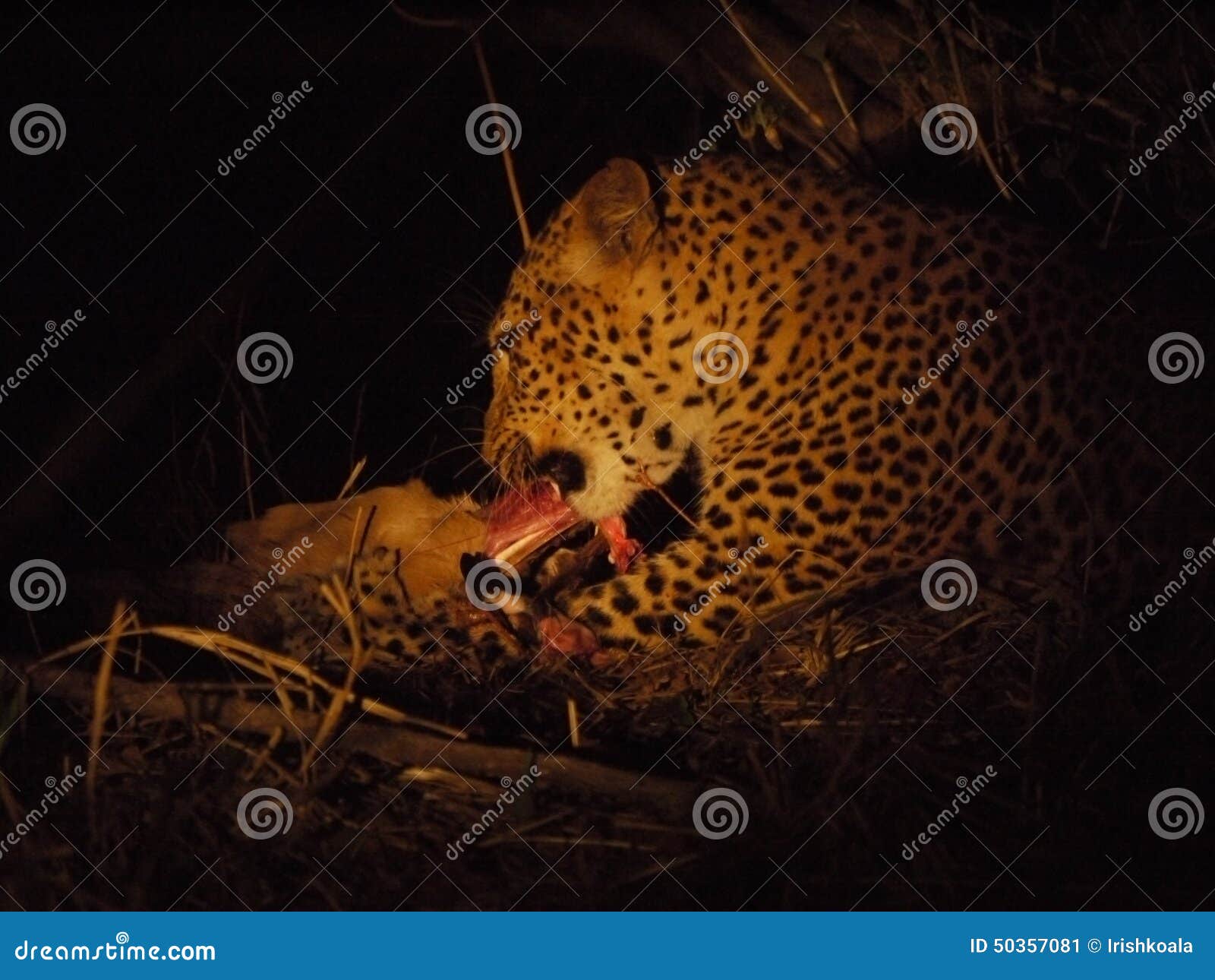 Leopard feeding stock image. Image of colors, zoologist - 50357081
