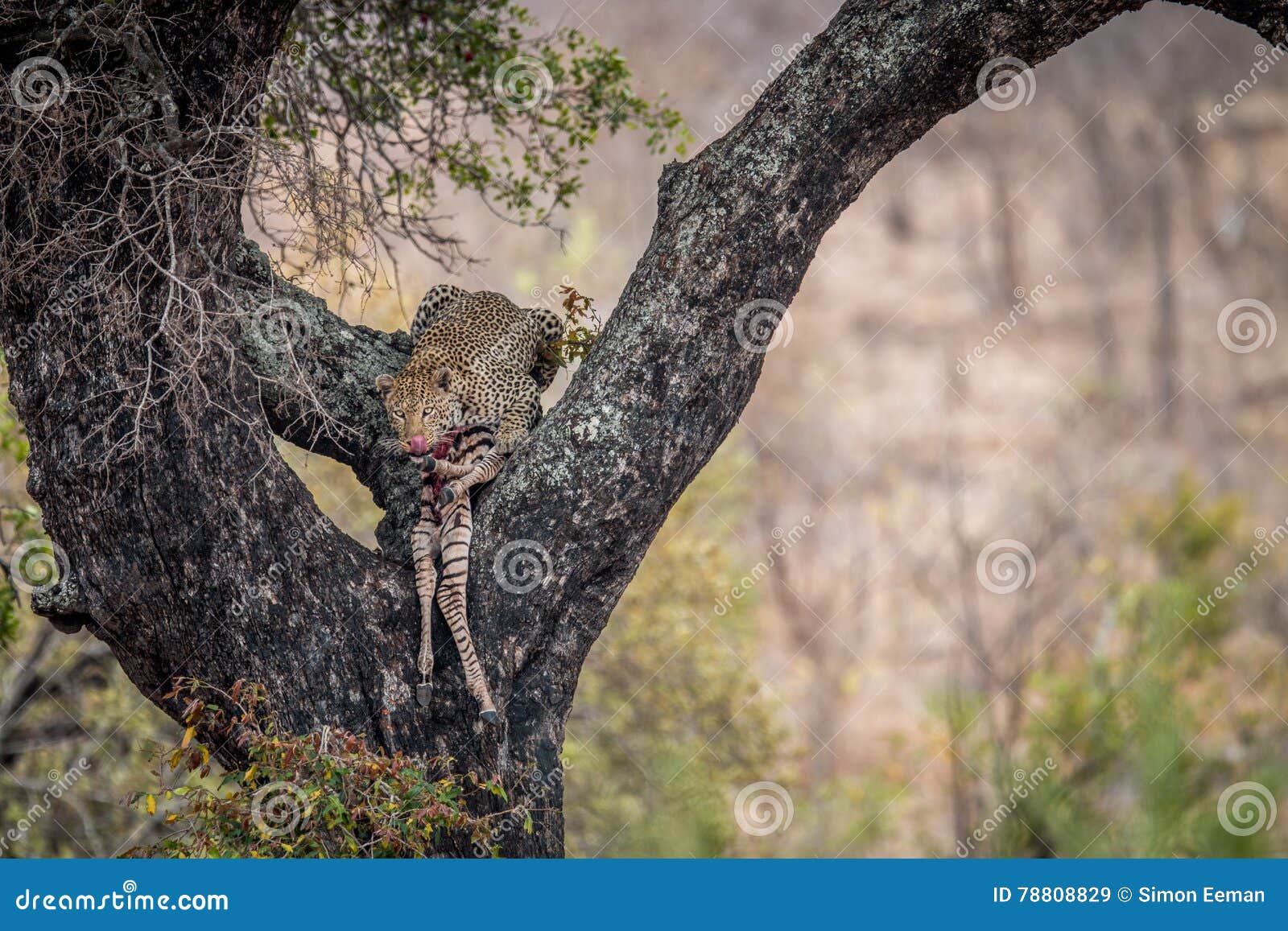 Leopard Feeding on a Zebra in a Tree. Stock Image - Image of african ...