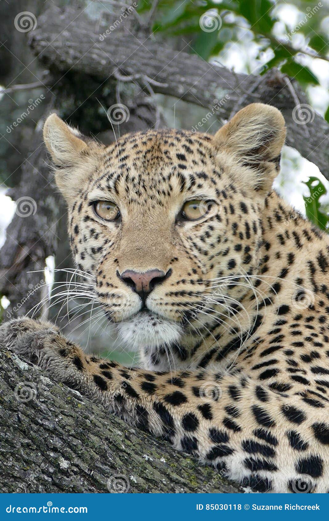 A Close Up of a Female Leopard Looking Out from a Tree Perch Stock ...