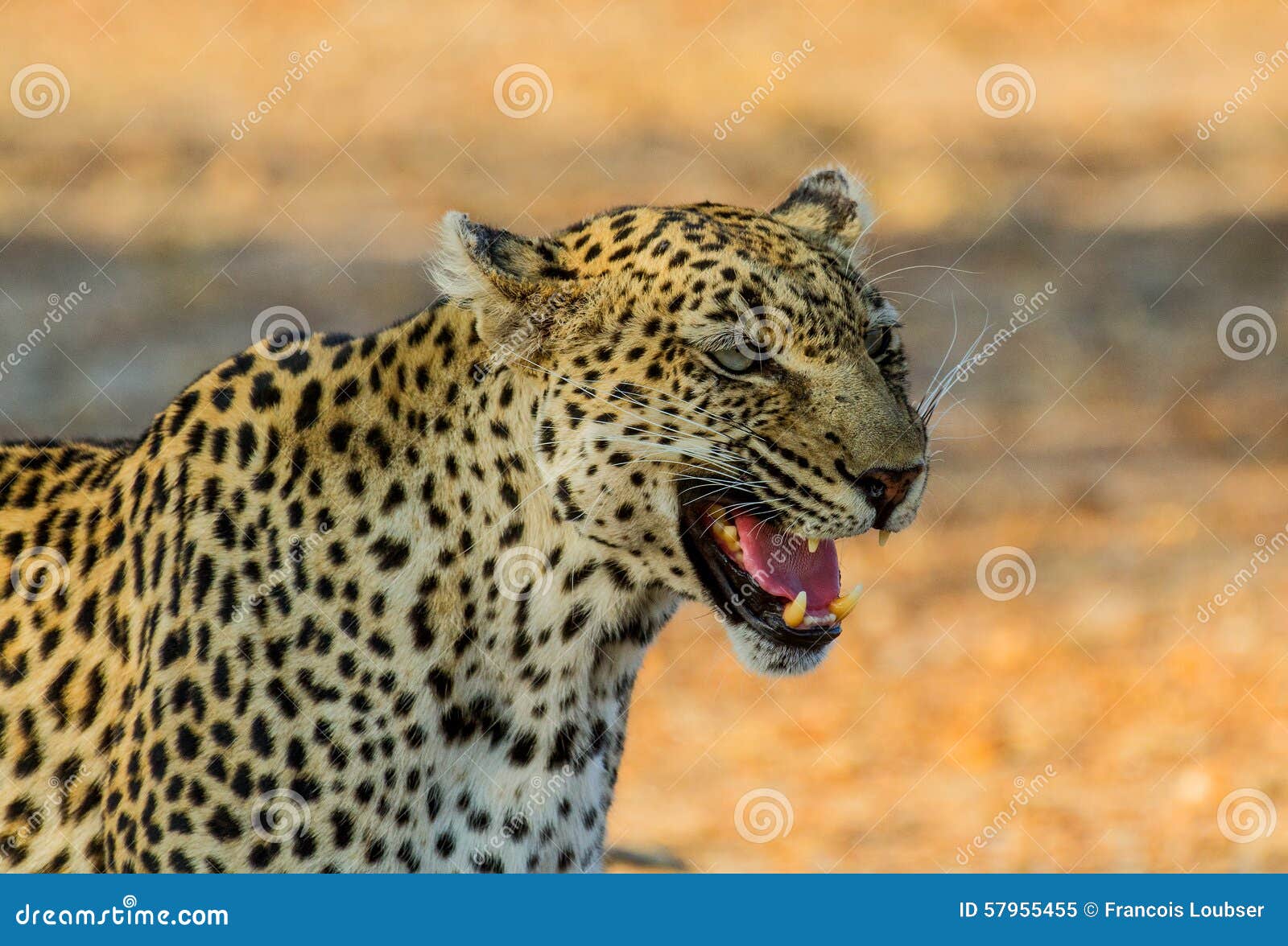 Leopard stock image. Image of animal, angry, looking - 57955455