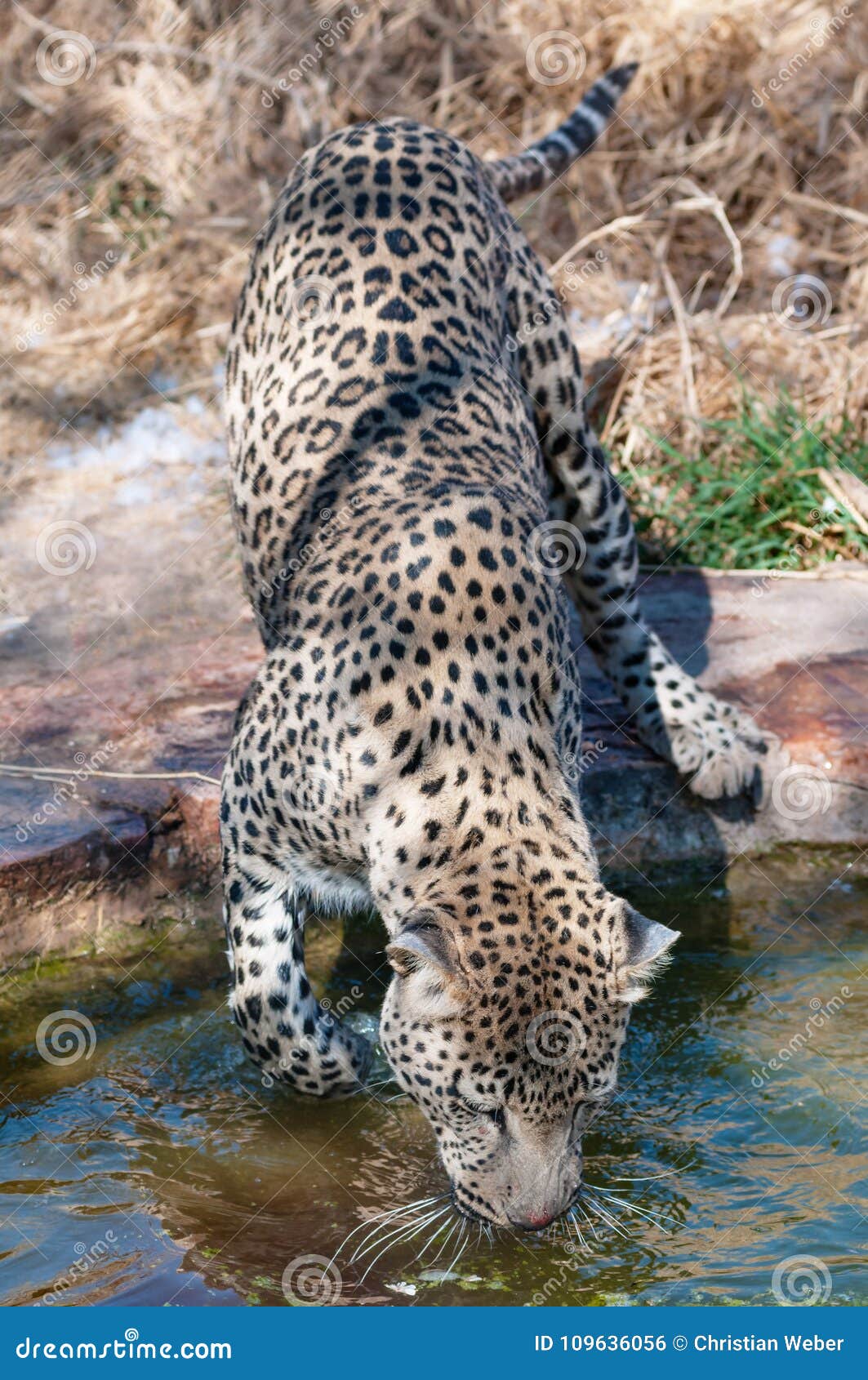 Leopard Fishes in a Watering Hole for a Piece of Meat Stock Photo ...