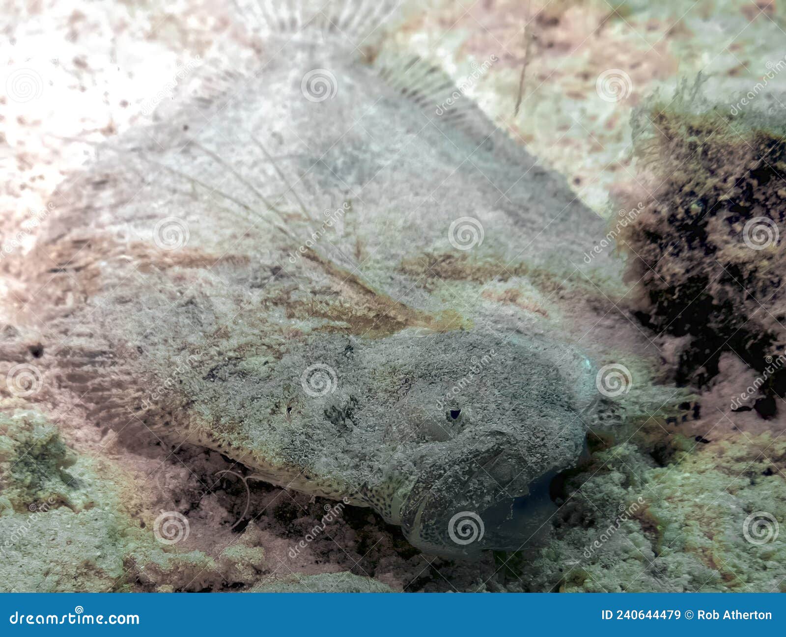A Leopard Flounder Bothus Pantherinus in the Red Sea Stock Image ...