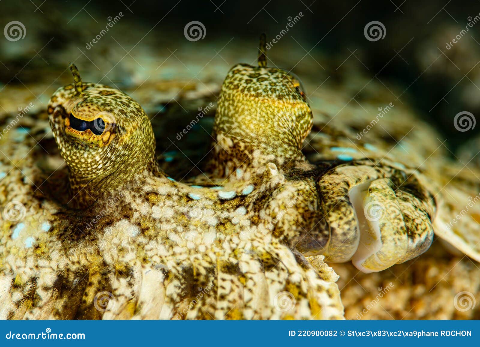 Leopard Flounder Fish Head Closeup Stock Photo - Image of bothidae ...