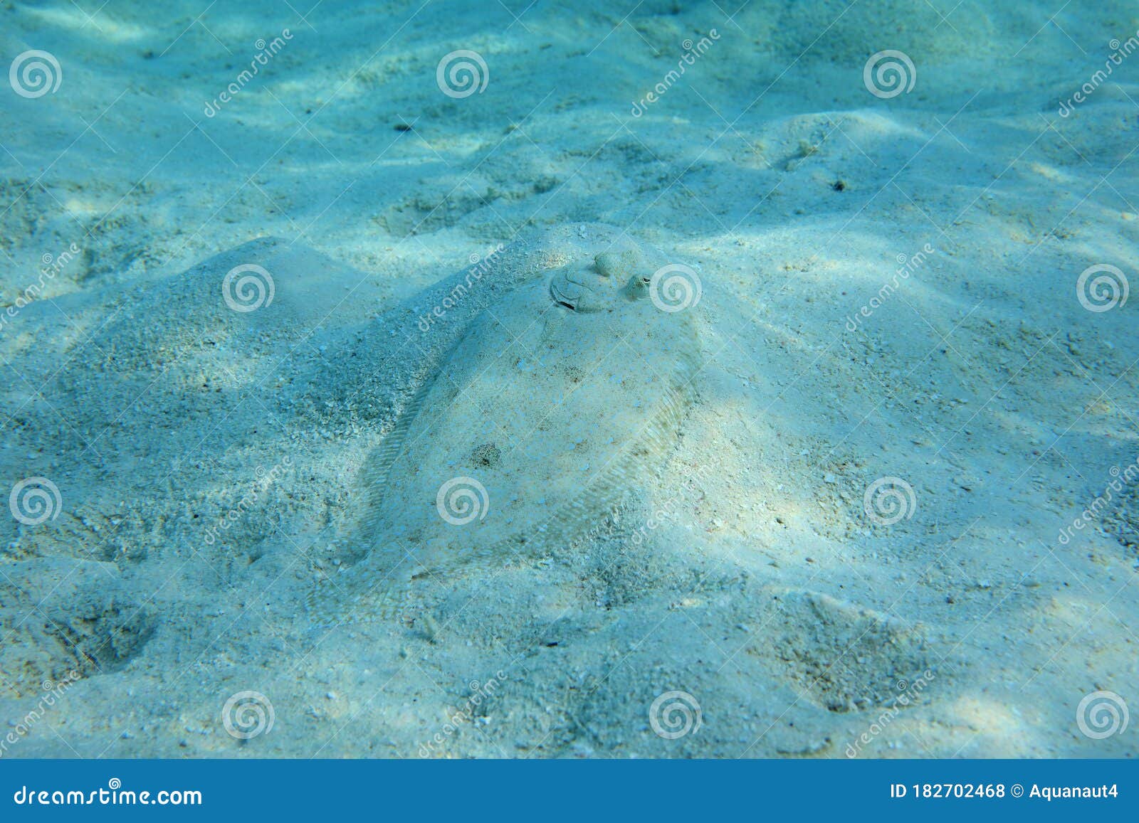 Leopard flounder fish stock photo. Image of maldivian - 182702468