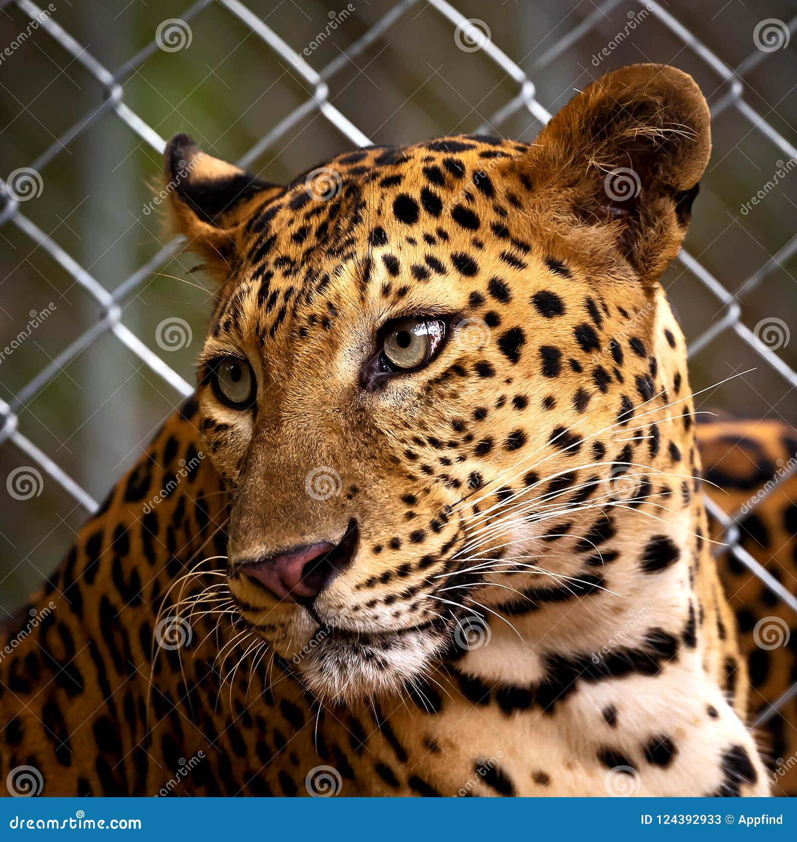 The leopard headshot. stock image. Image of flame, textured - 124392933