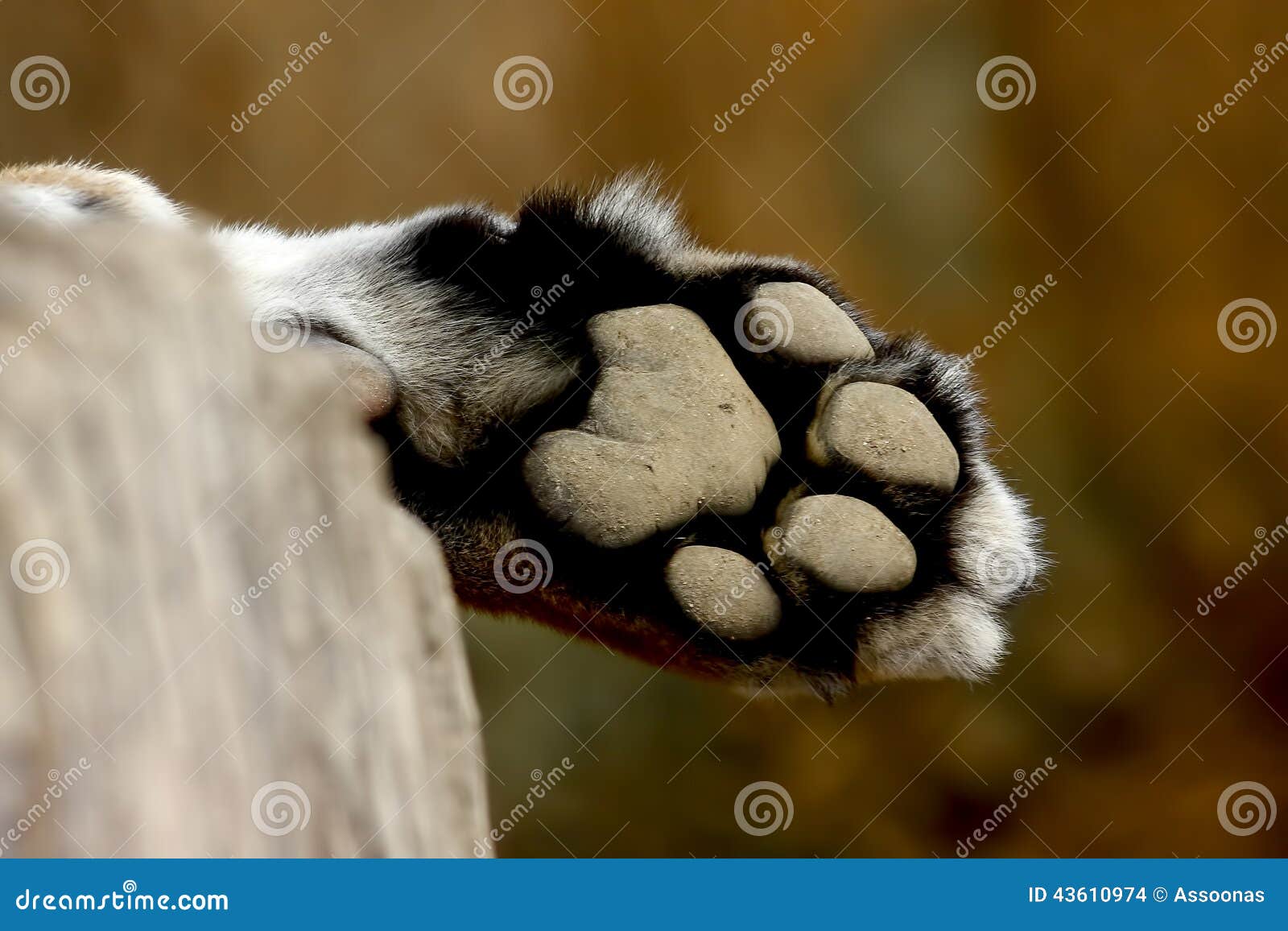 Leopard Foot Panther Panthera Pardus Stock Photo - Image of natural ...