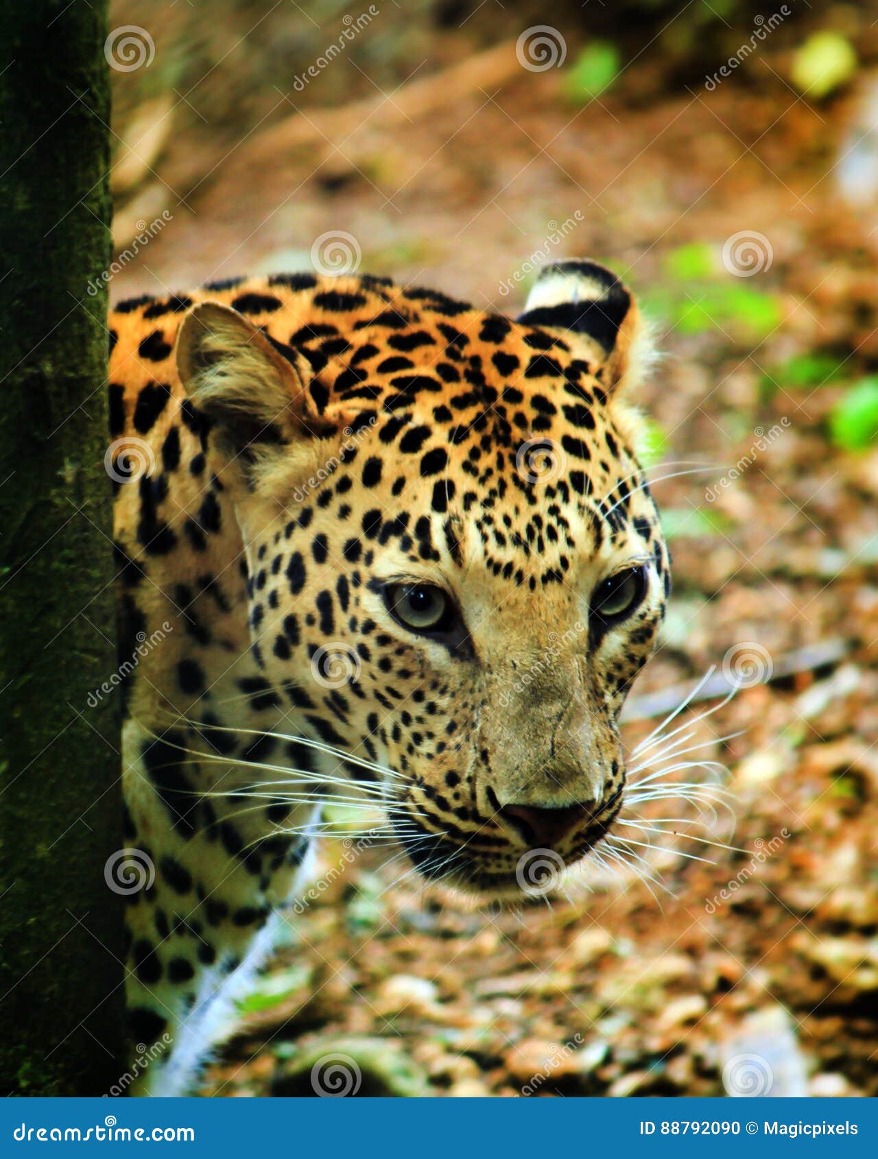 Leopard in forest stock photo. Image of desktop, screensaver - 88792090