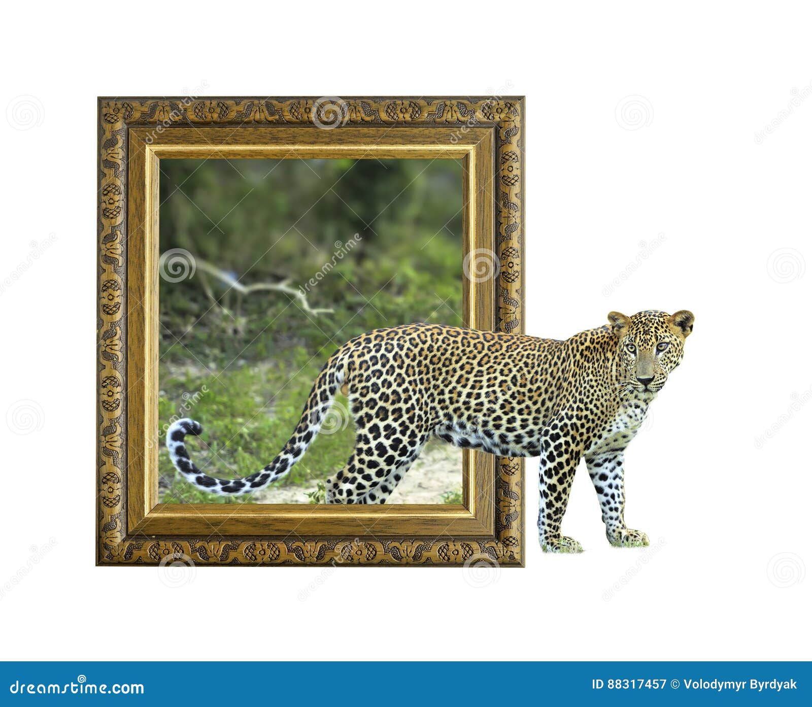 Leopard in Frame with 3d Effect Stock Image - Image of nature, design ...