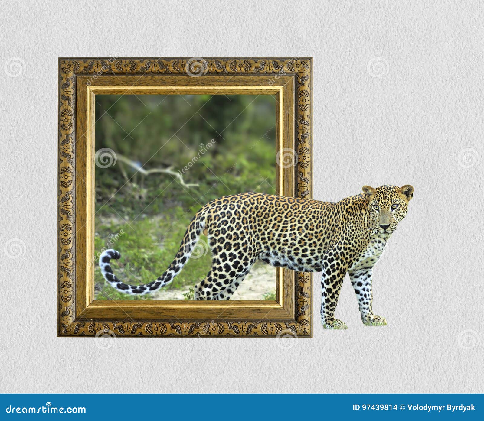 Leopard in Frame with 3d Effect Stock Photo - Image of nature, object ...