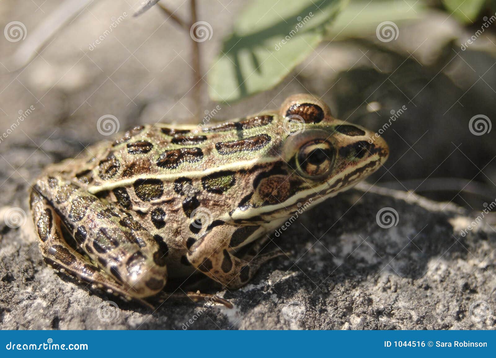 Leopard Frog stock photo. Image of frog, spotted, green - 1044516