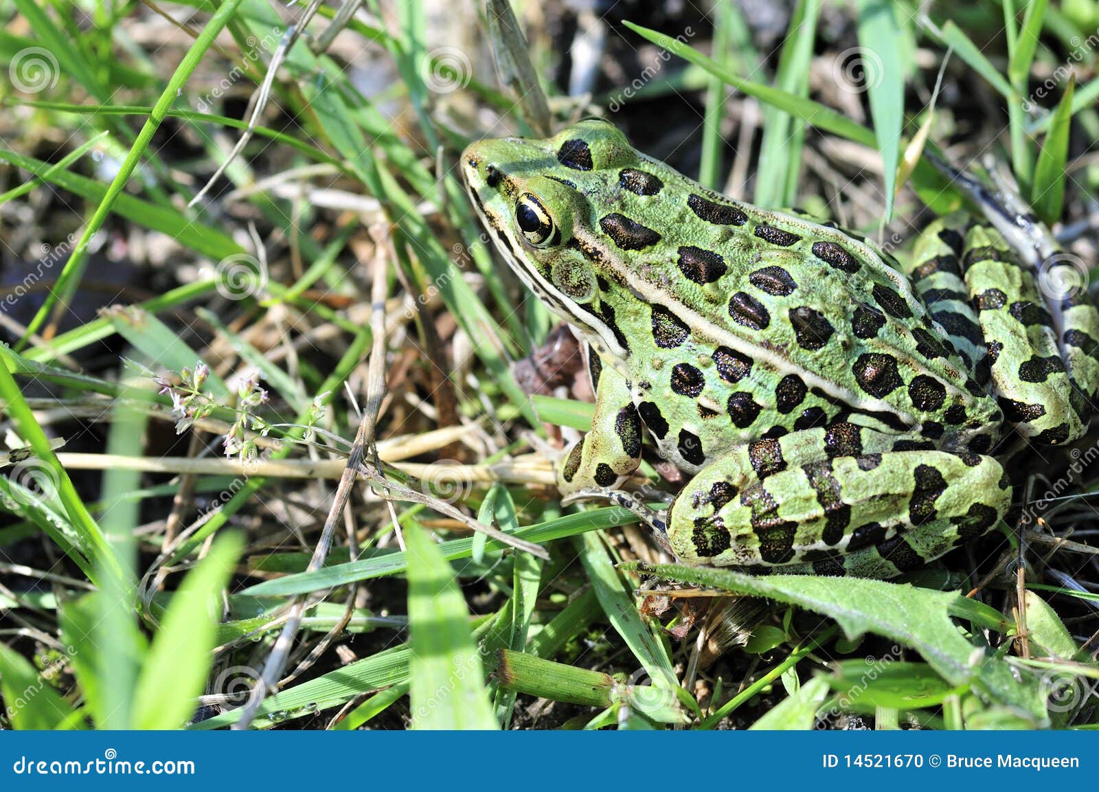 Leopard Frog stock photo. Image of nature, swamp, green - 14521670