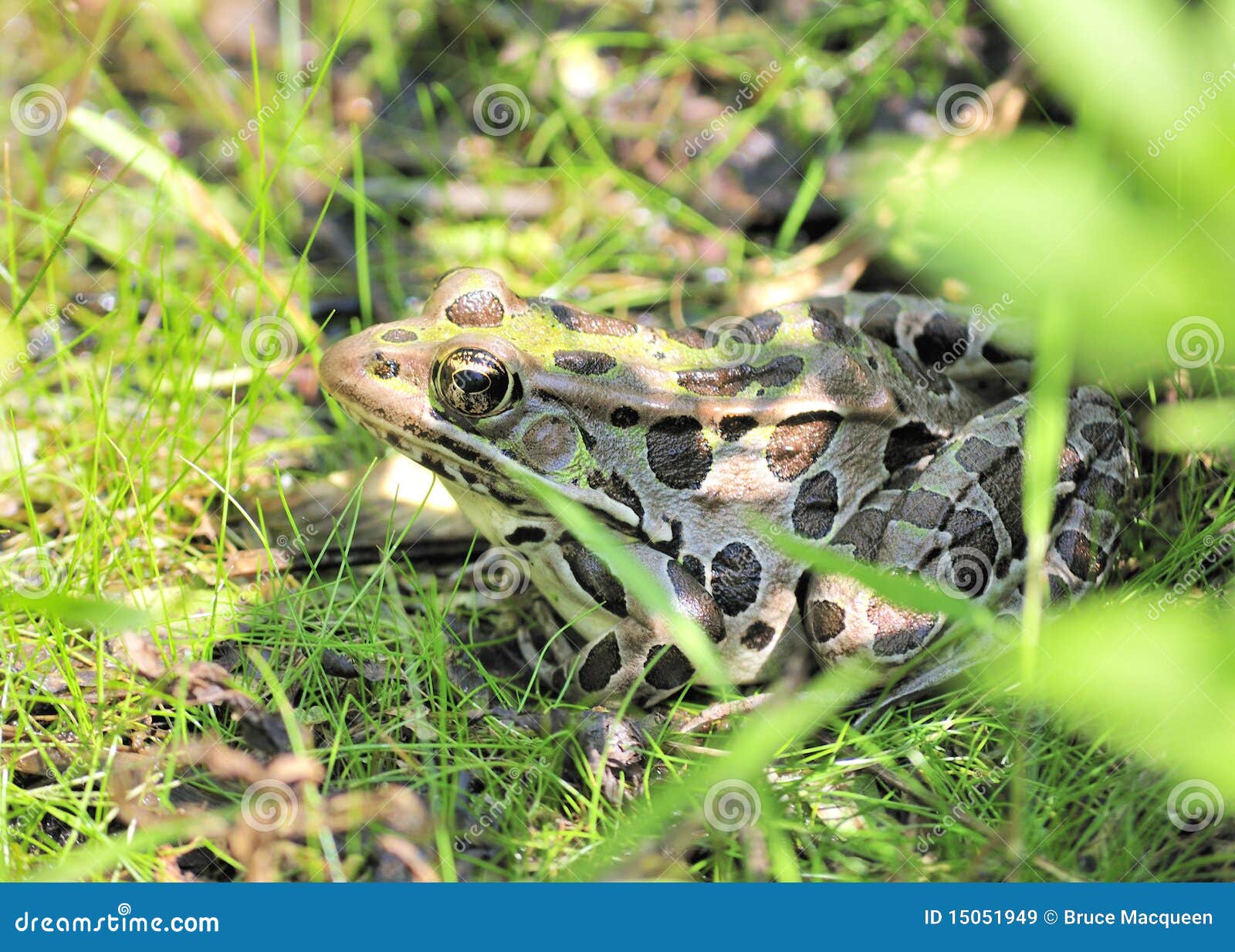 Leopard Frog stock image. Image of green, outdoors, amphibian - 15051949