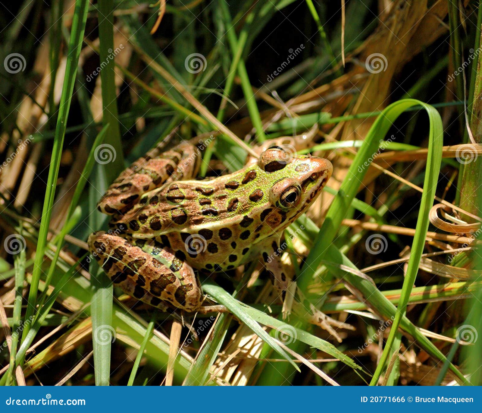 Leopard Frog stock photo. Image of outdoors, swamp, wildlife - 20771666