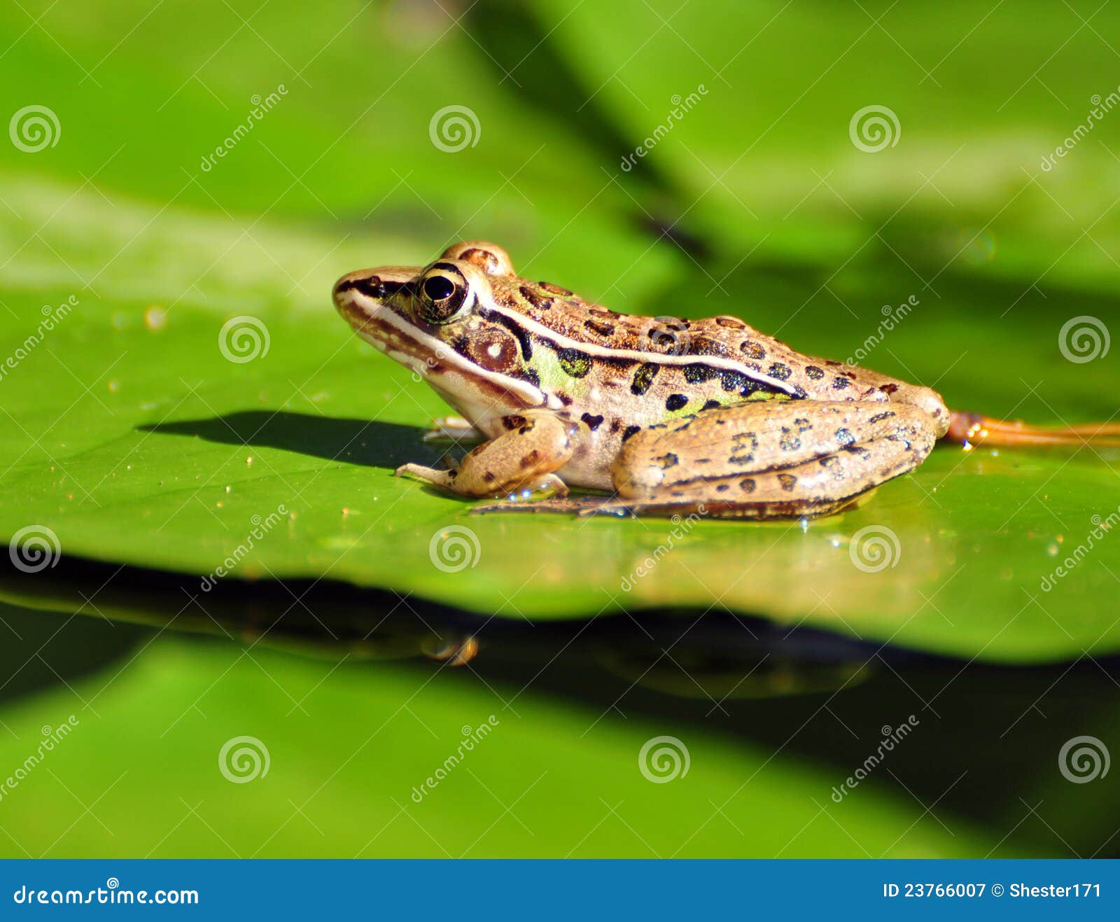 Northern Leopard Frog Baby