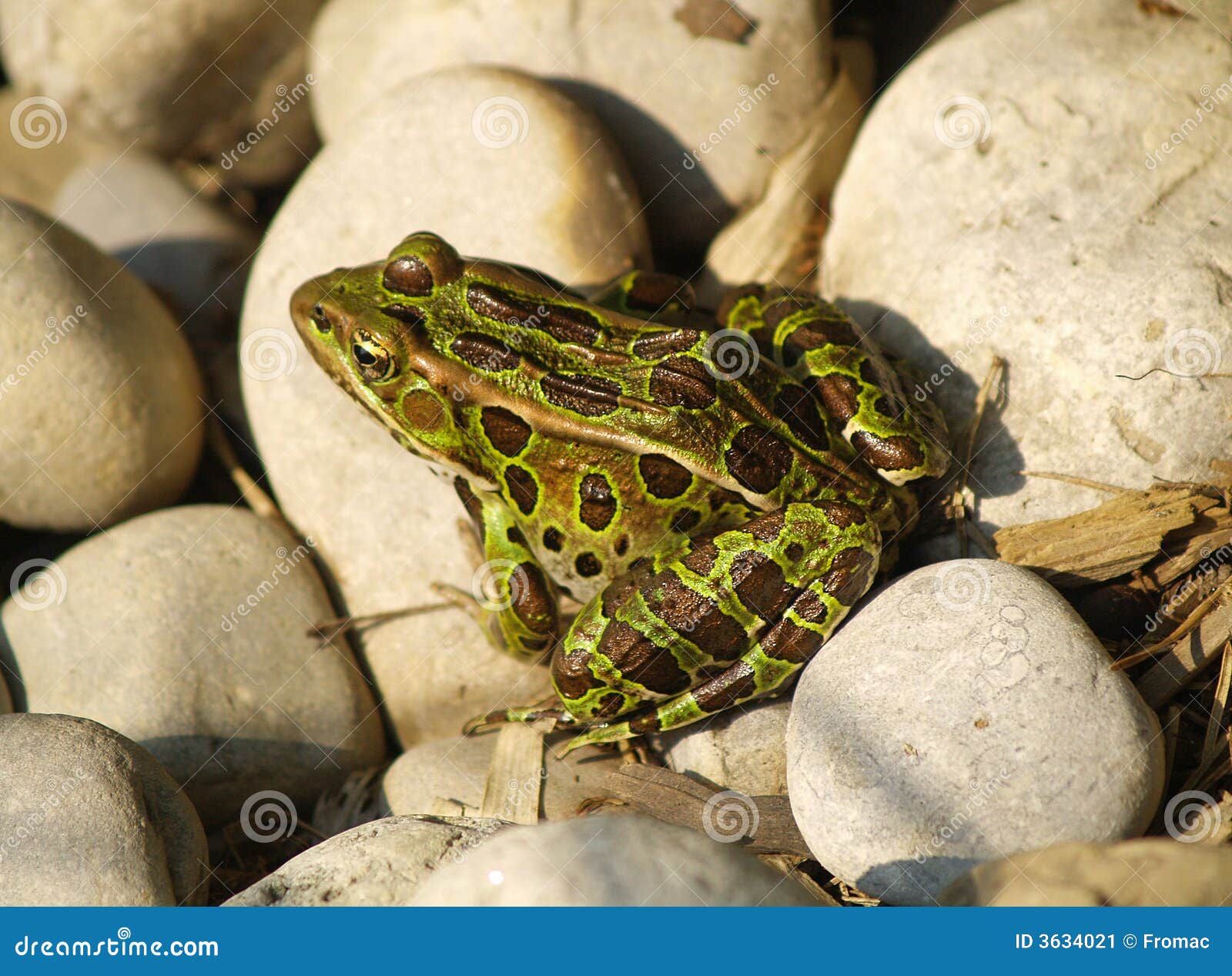 Leopard Frog Stock Photography | CartoonDealer.com #8793128