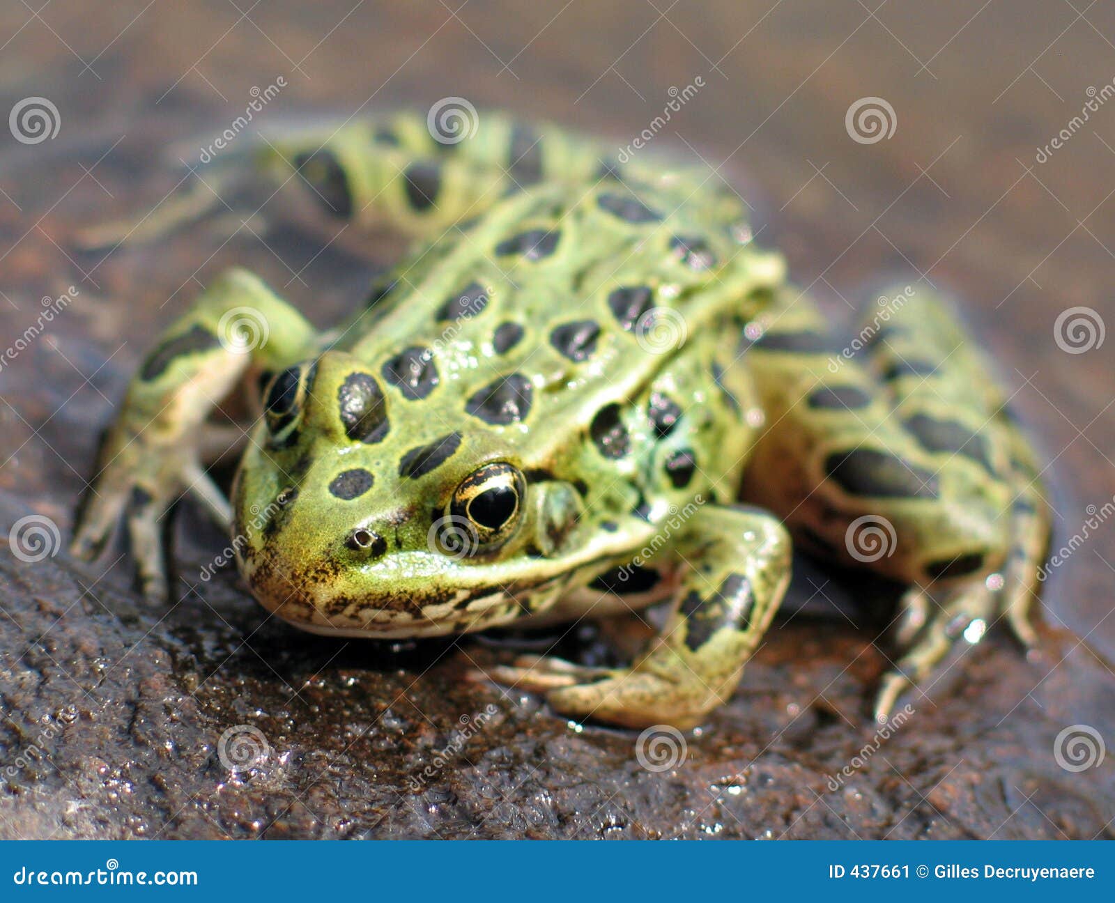 Leopard Frog stock image. Image of green, frog, glistening - 437661
