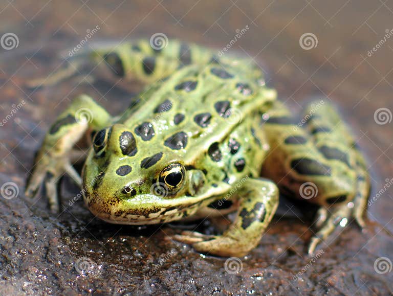 Leopard Frog stock image. Image of green, frog, glistening - 437661