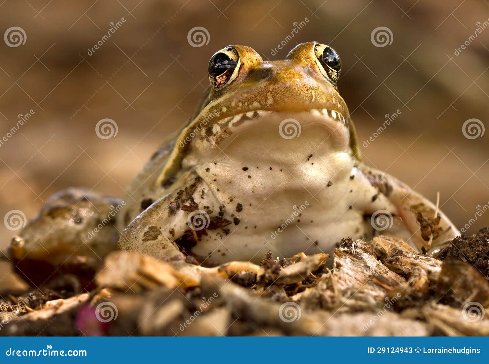 Leopard frog close-up stock image. Image of toad, leopard - 29124943