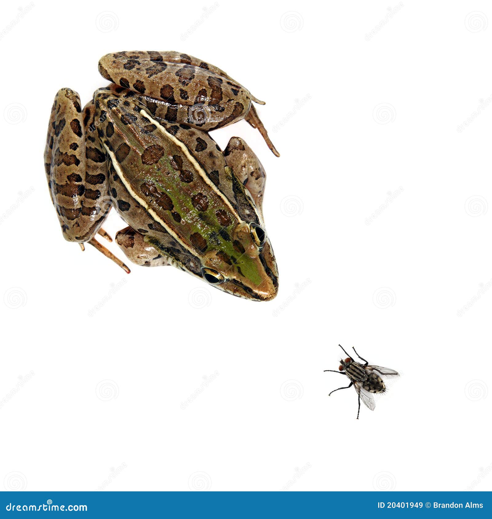 Leopard Frog and fly stock image. Image of frog, amphibian - 20401949