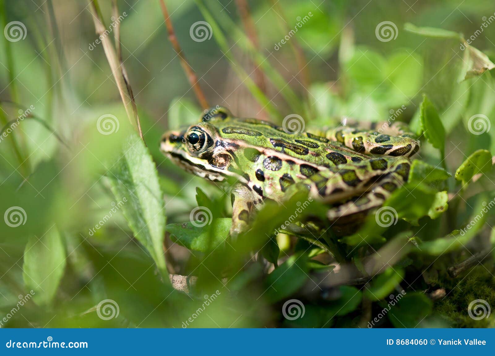 Leopard Frog in grass stock photo. Image of close, summer - 8684060