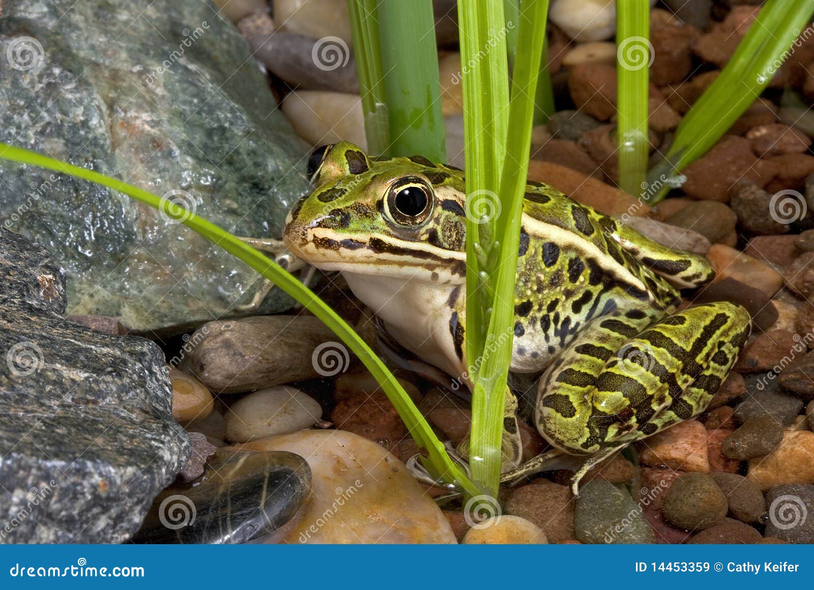 Leopard frog in pond stock image. Image of frog, animal - 14453359
