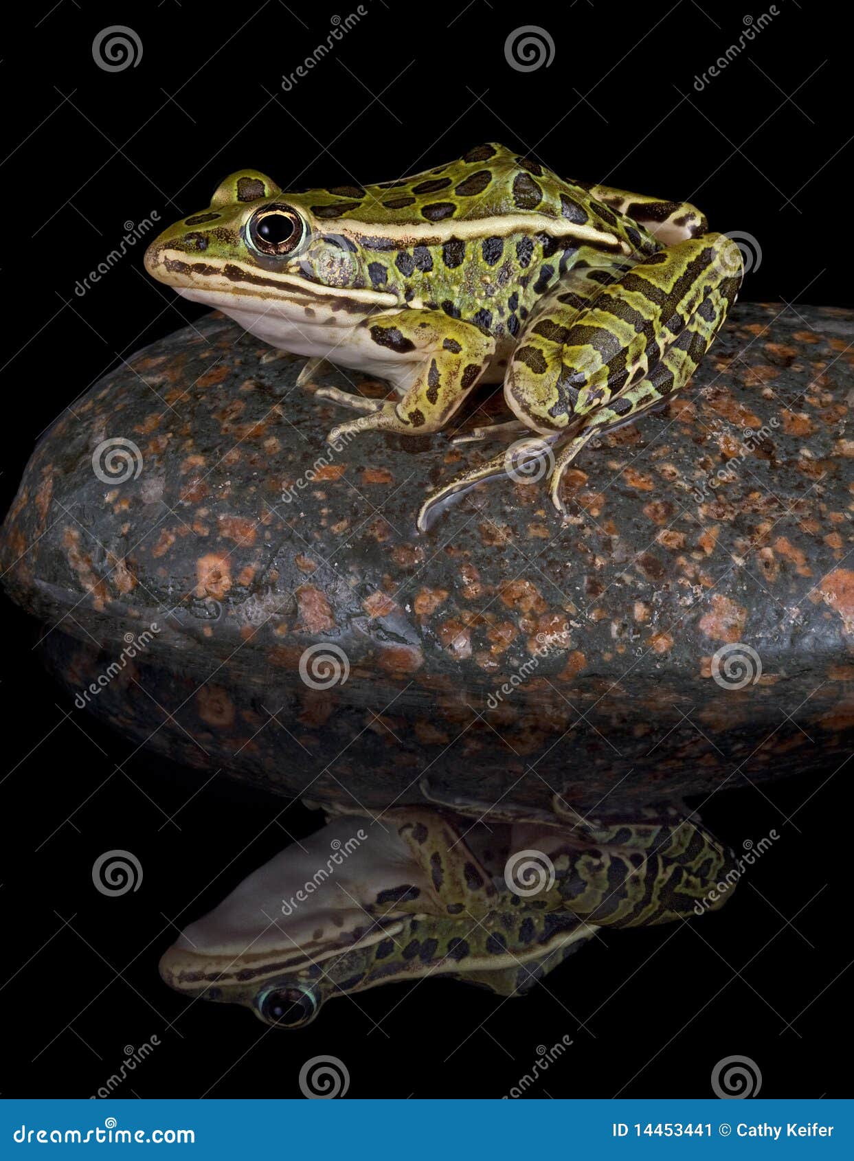 Leopard frog reflection stock image. Image of water, webfoot - 14453441