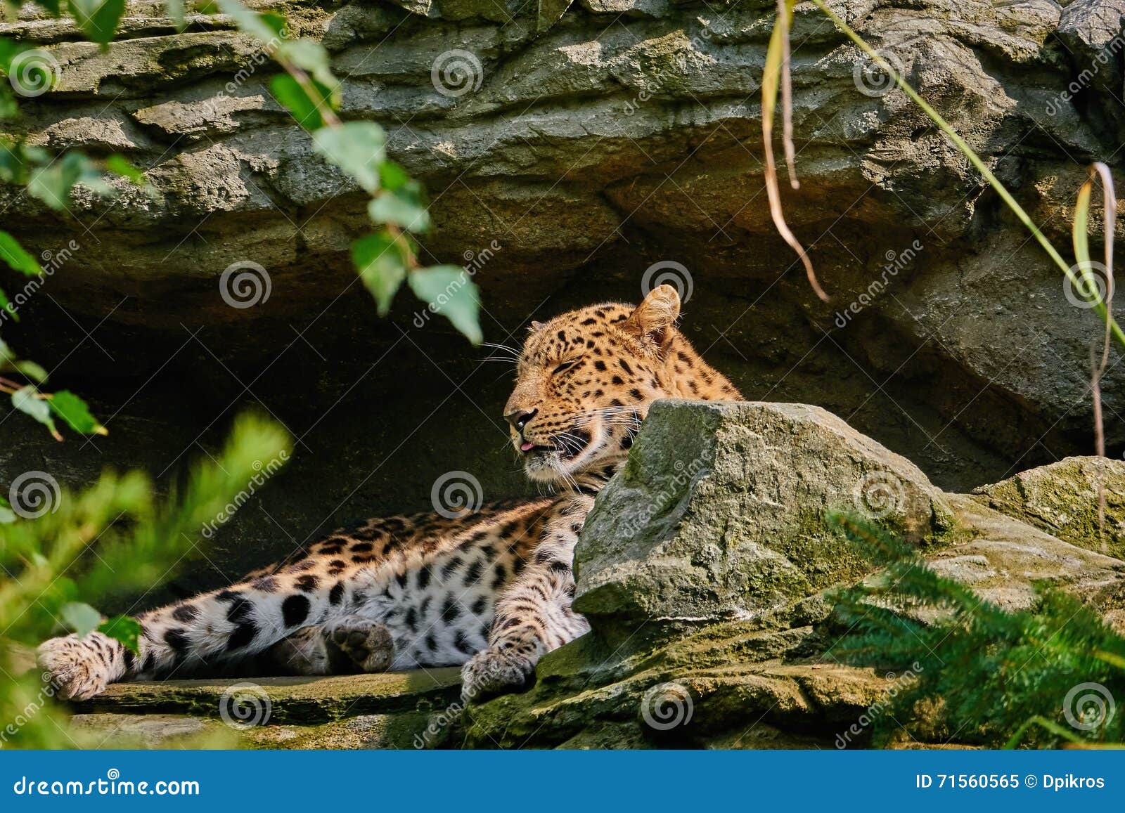 Leopard in Front of the Cave Stock Image - Image of park, front: 71560565