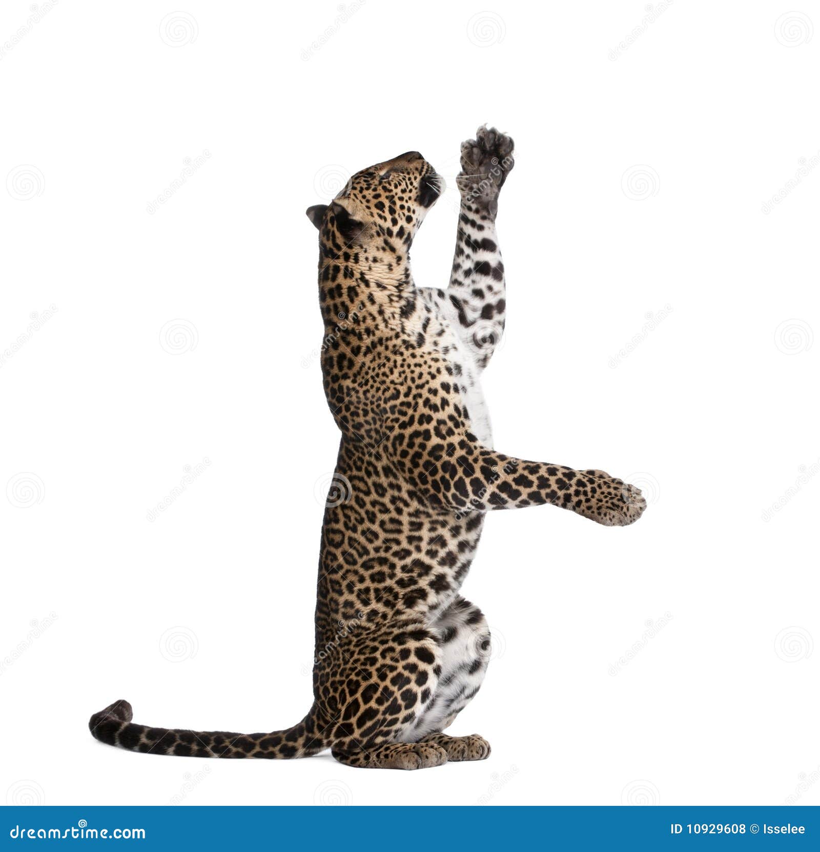 Leopard in Front of a White Background Stock Photo - Image of feline ...