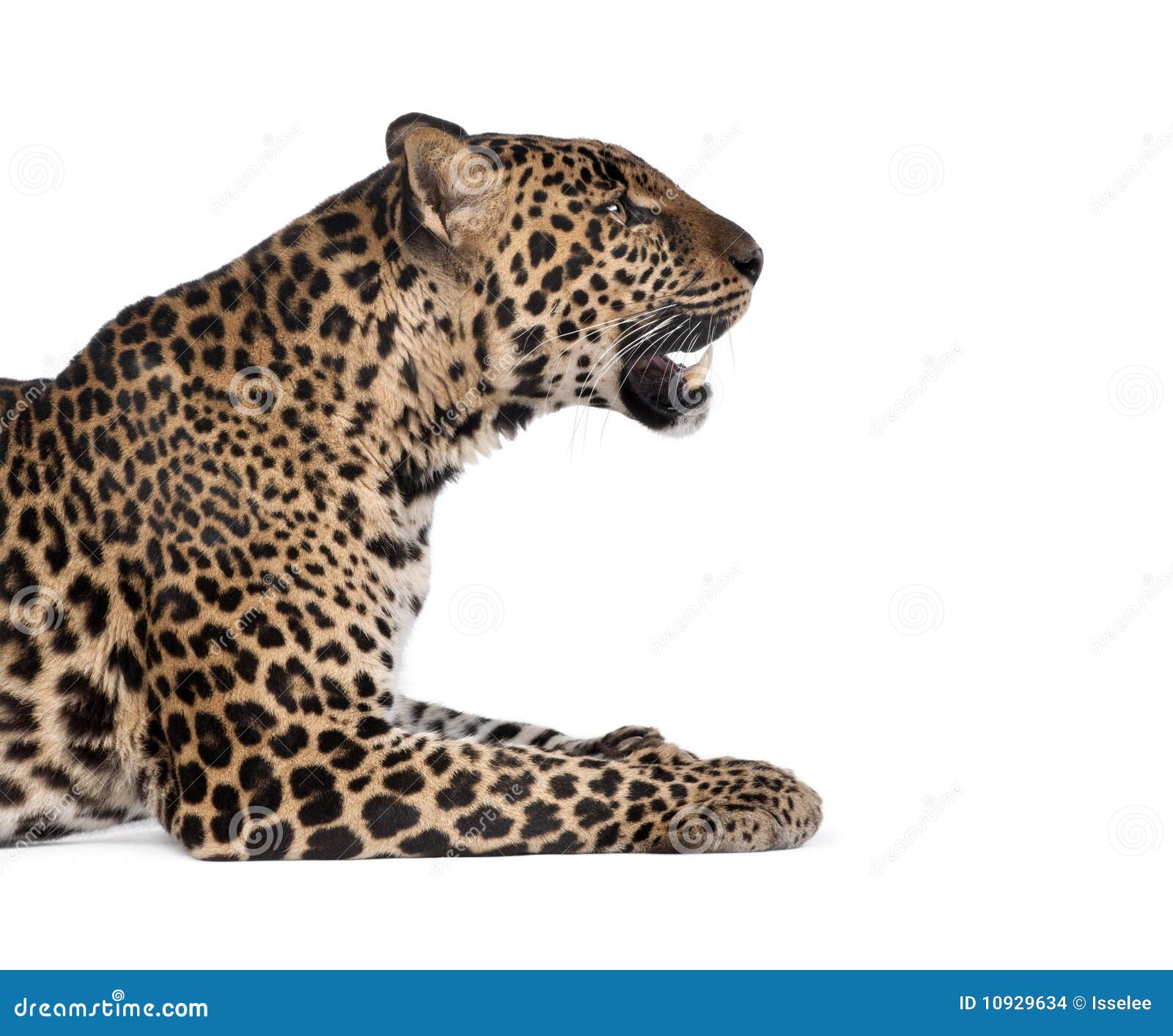 Leopard in Front of a White Background Stock Photo - Image of spotted ...