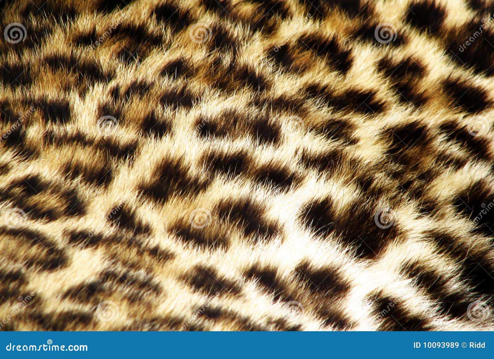 Leopard fur stock image. Image of macro, safari, coat - 10093989