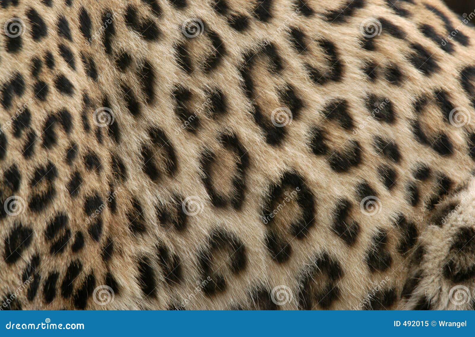 Leopard Fur stock image. Image of saxicolor, riches, persian - 492015