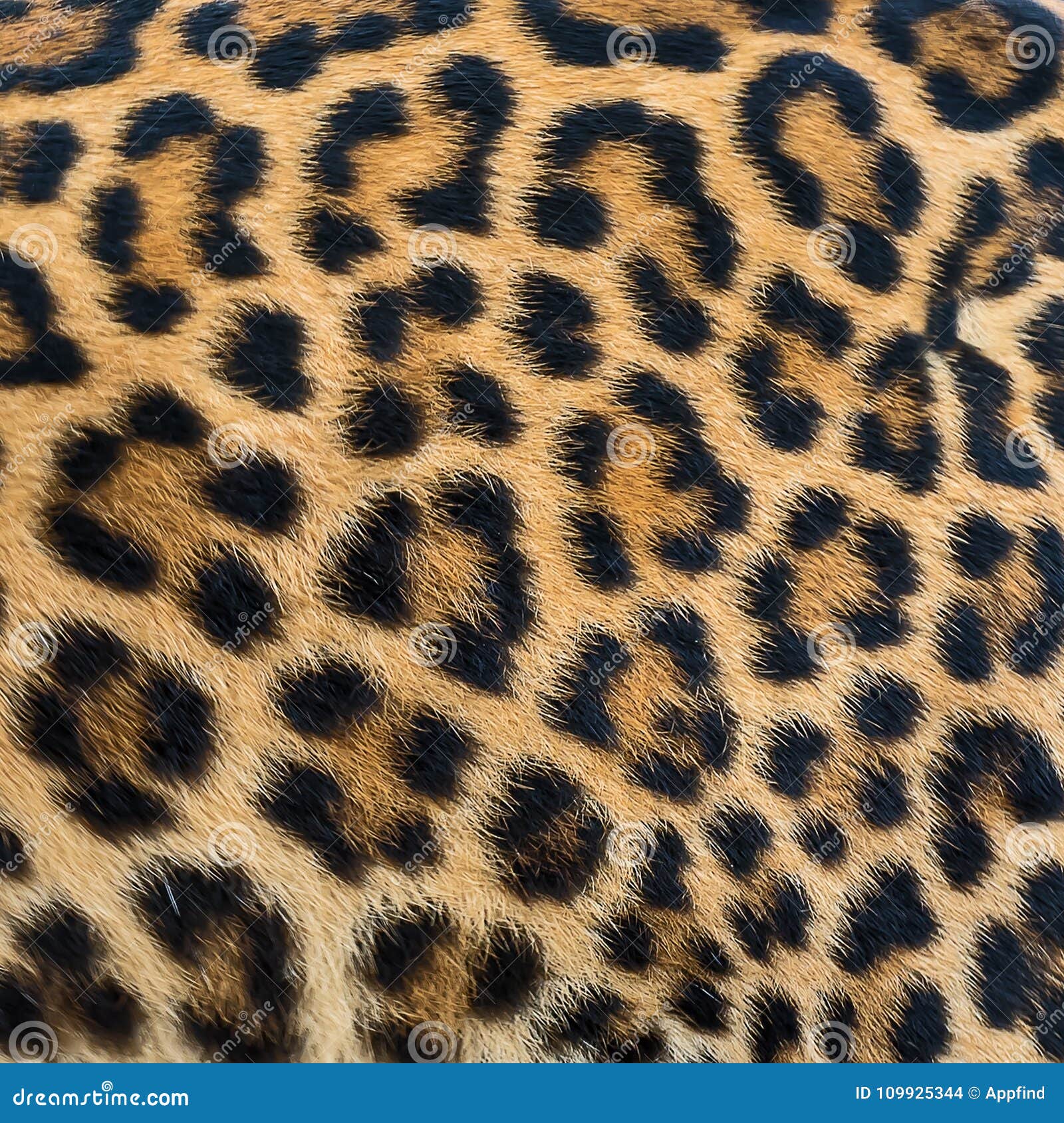Leopard fur background. stock photo. Image of print - 109925344