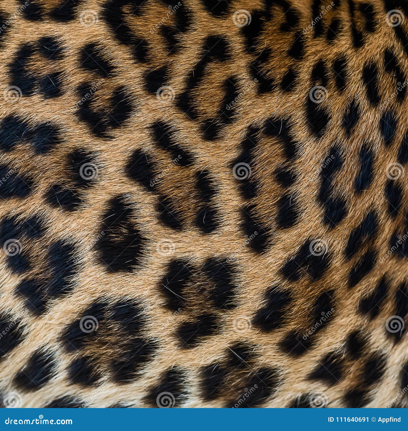 Leopard fur background. stock image. Image of background - 111640691