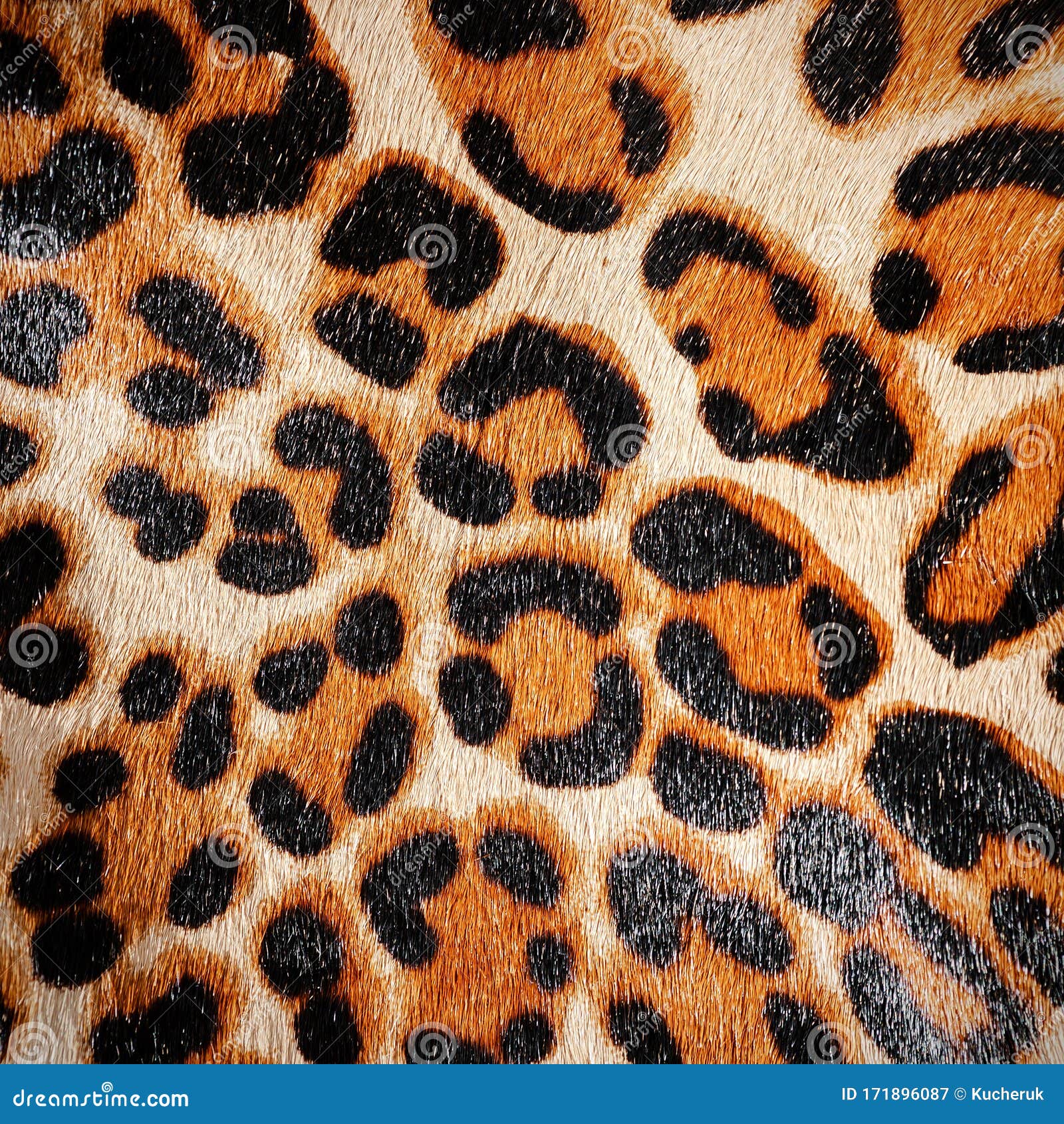 Leopard Fur Background Detail Texture. Stock Image - Image of skin ...