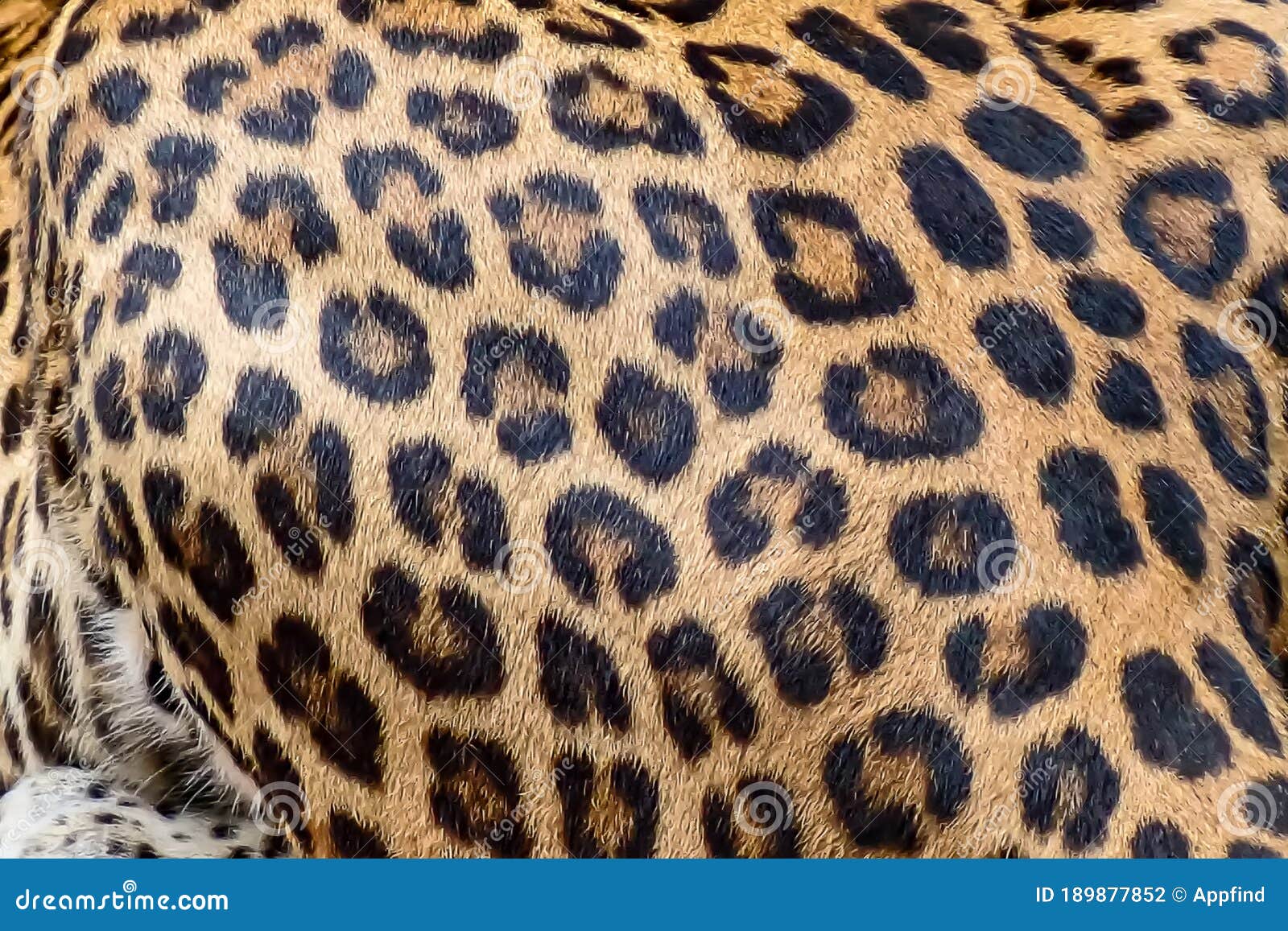 Leopard-Skin texture stock photo. Image of angry, page - 189877852