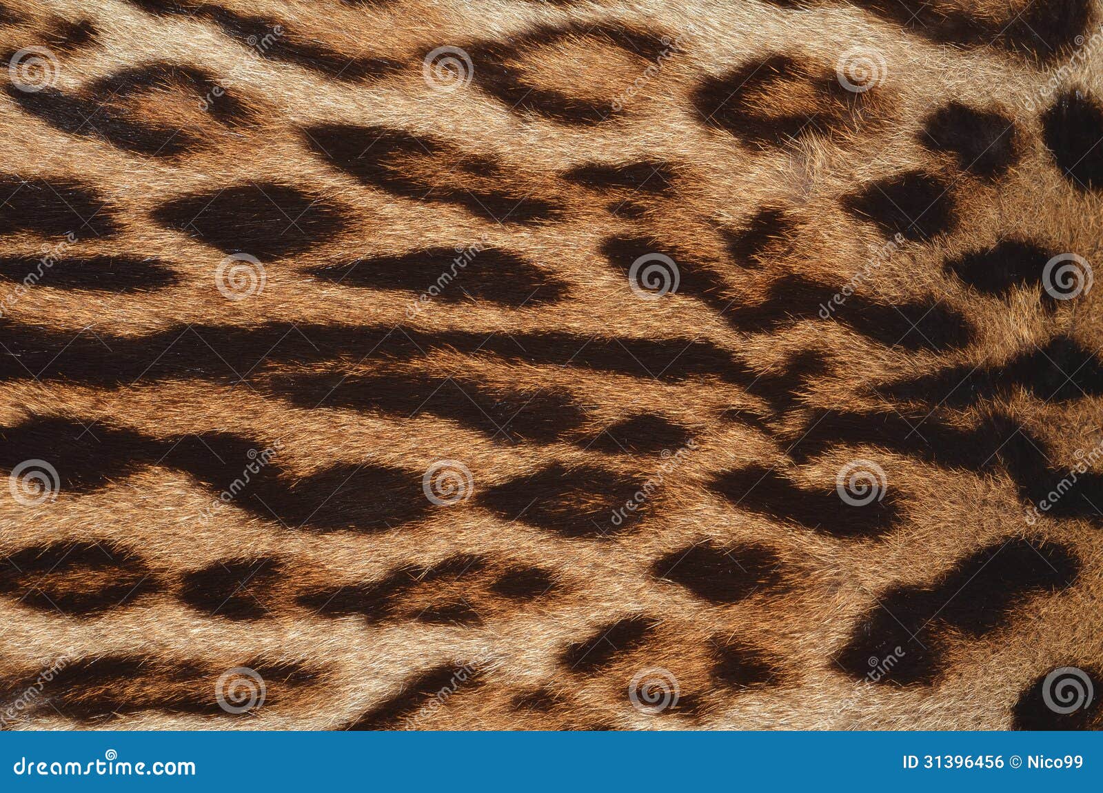 Leopard fur closeup stock photo. Image of backgrounds - 31396456