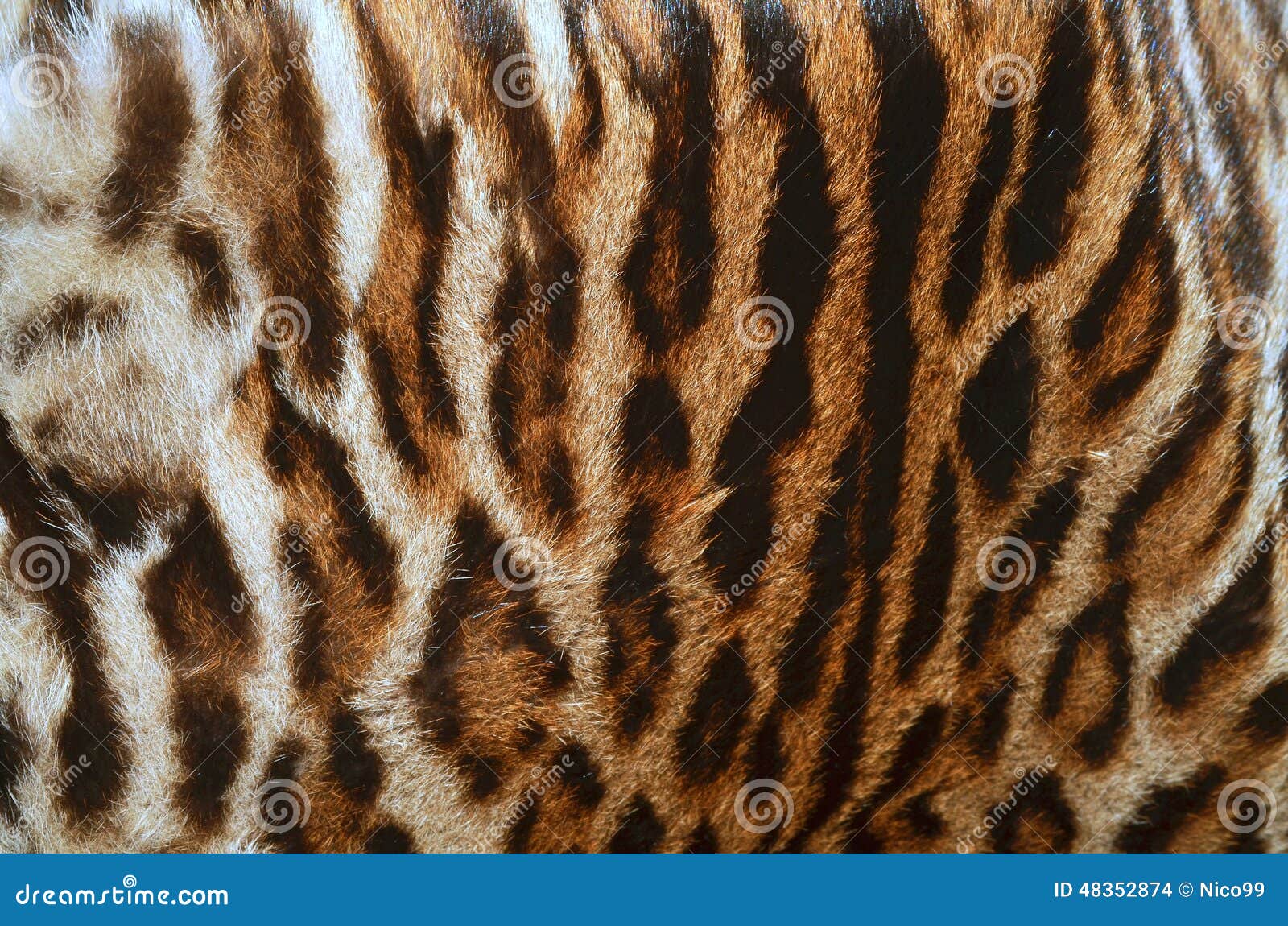 Leopard fur coat stock photo. Image of leopards, predator - 48352874