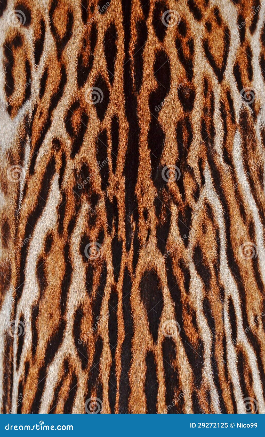 Leopard fur details stock image. Image of spottedcats - 29272125