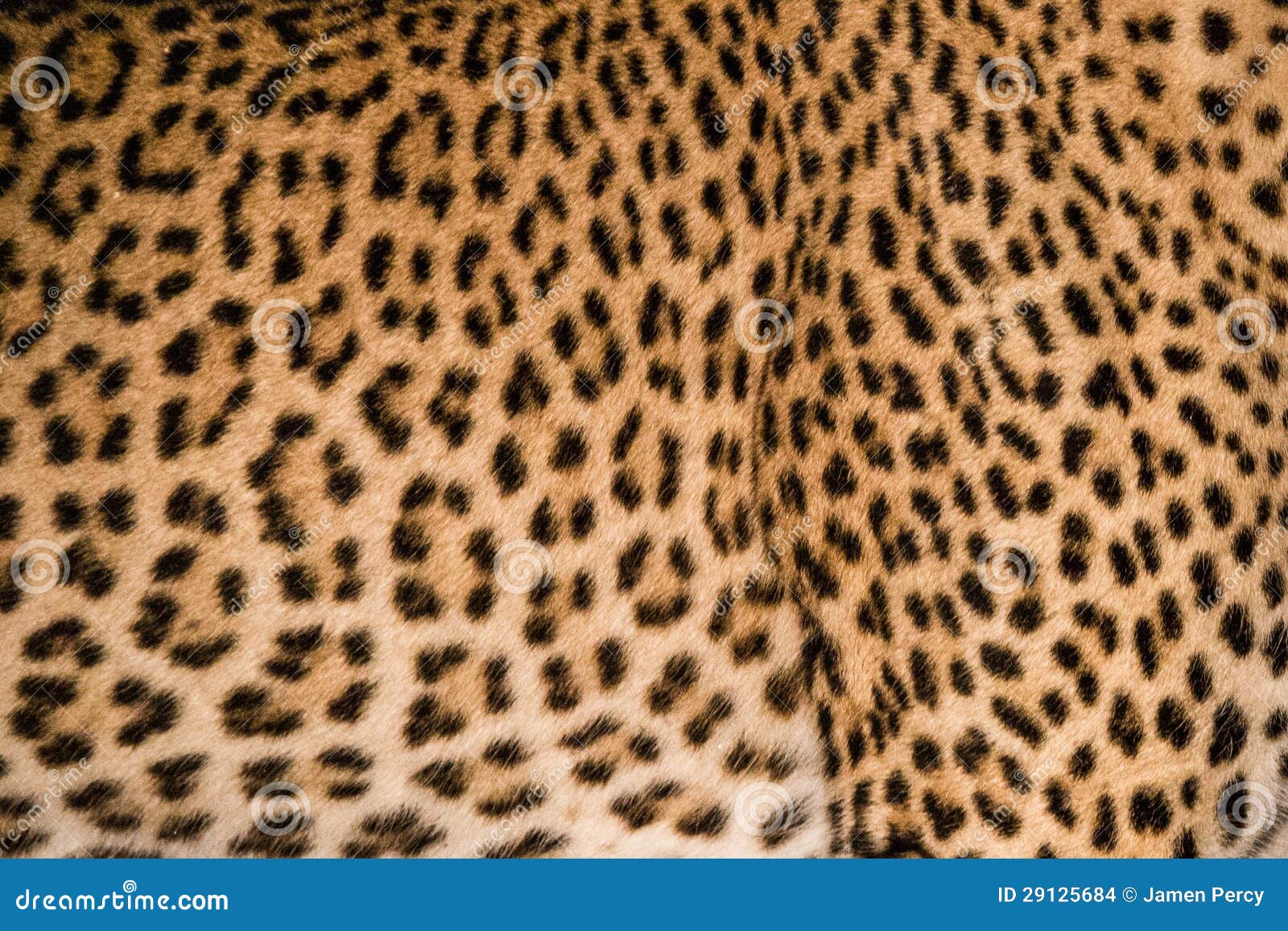Leopard fur pattern stock photo. Image of wildcat, africa - 29125684