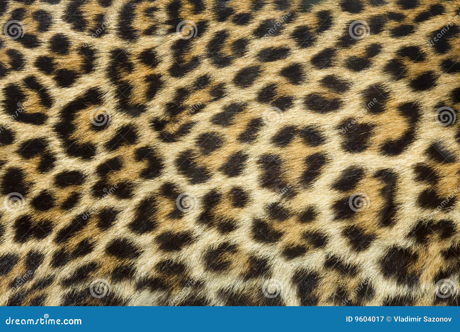 Leopard fur texture stock image. Image of trendy, hair - 9604017