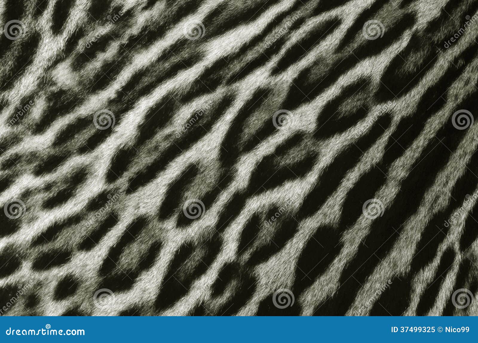 Leopard fur texture stock image. Image of detail, jungle - 37499325