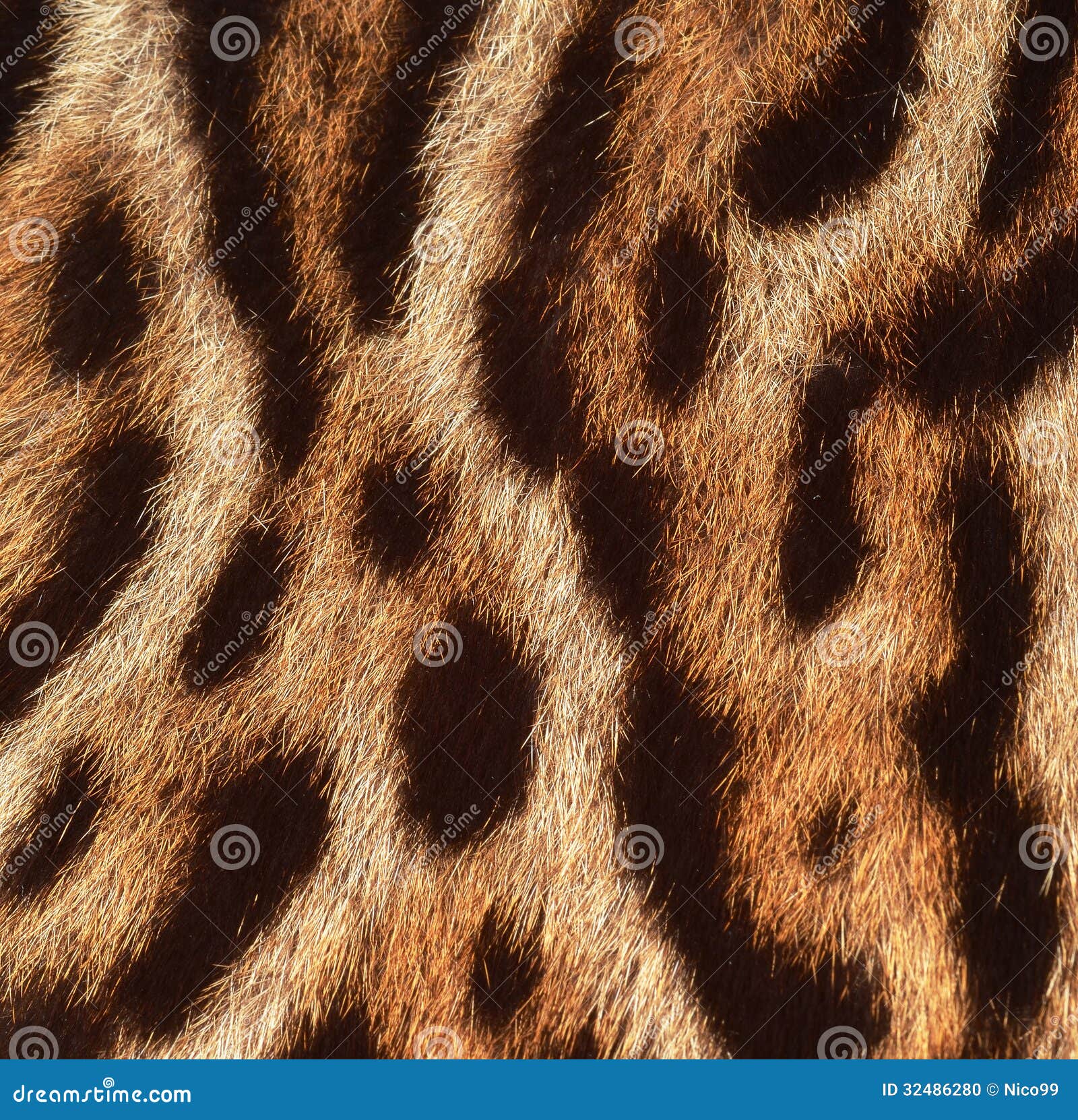 Leopard Fur Texture Closeup Stock Photo - Image of rosette, feline ...