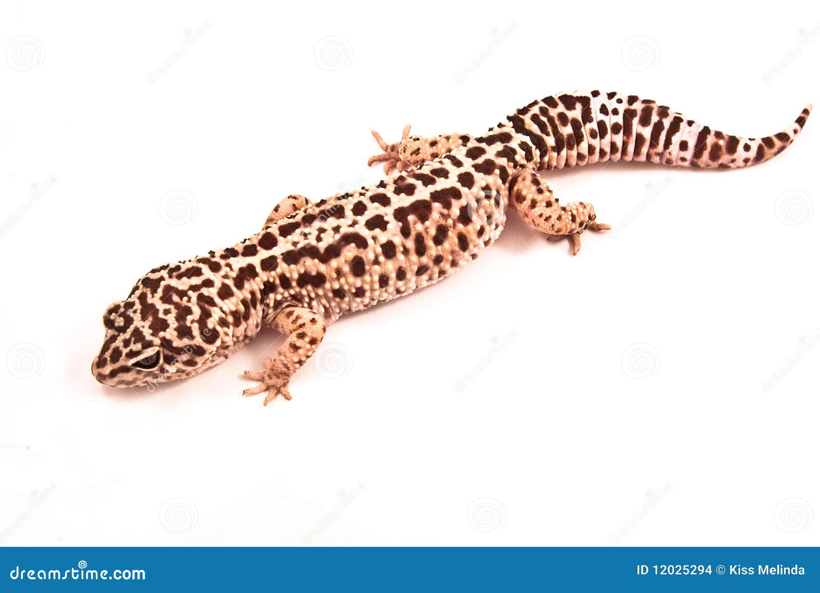 Leopard Gecko stockfoto. Bild von haustier, gecko, herpetologie - 12025294