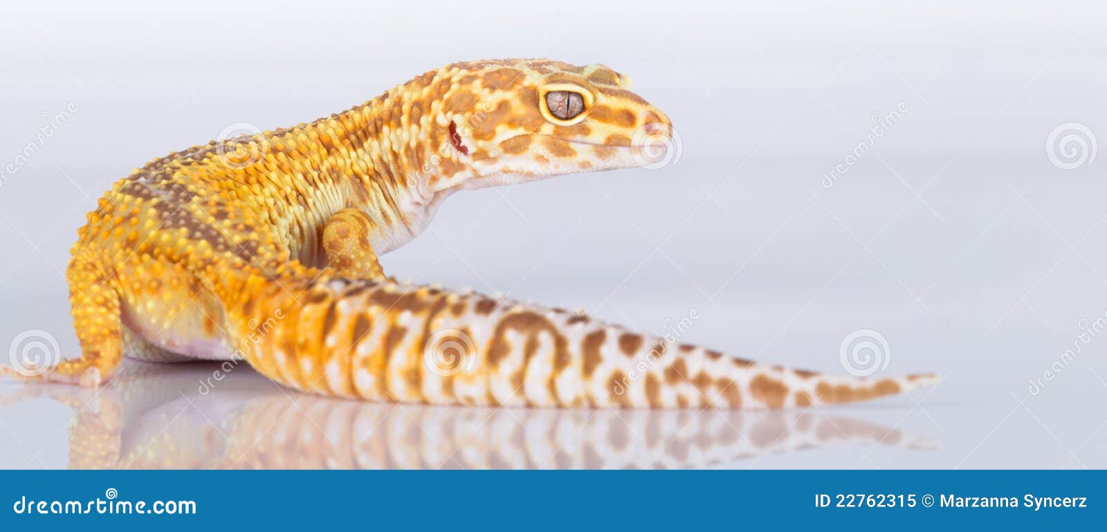 Leopard gecko stock image. Image of gecko, leopard, tail - 22762315