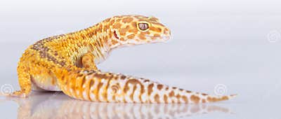 Leopard gecko stock image. Image of gecko, leopard, tail - 22762315