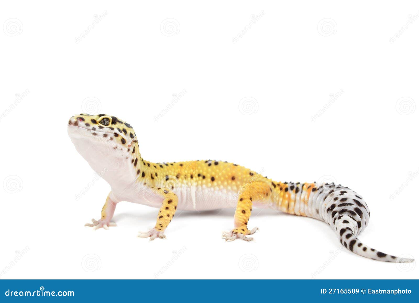 Leopard Gecko With Black And Yellow Spots Close Up With Tongue Sticking ...
