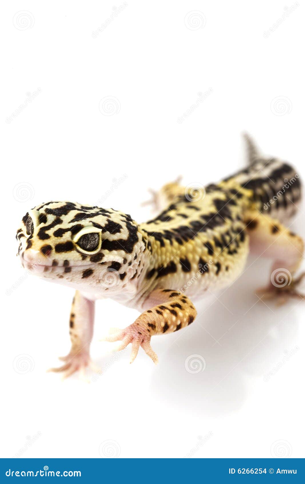 Leopard Gecko With Black And Yellow Spots Close Up With Tongue Sticking ...