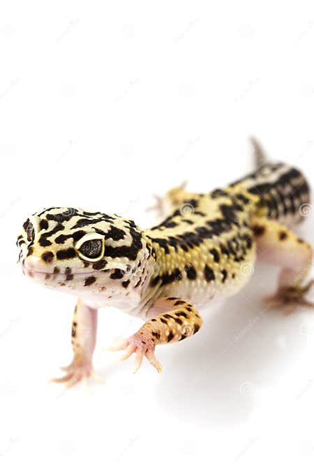 Leopard Gecko stock photo. Image of herpetology, zoology - 6266254