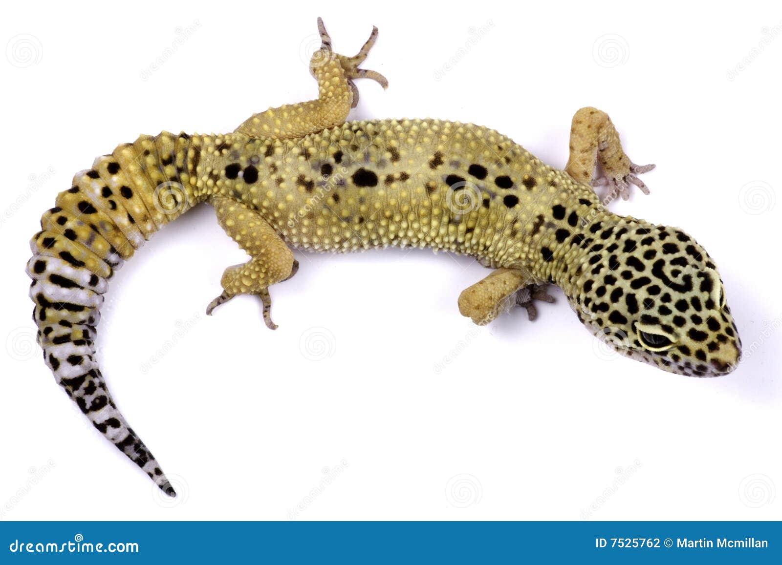 Leopard Gecko With Black And Yellow Spots Close Up With Tongue Sticking ...