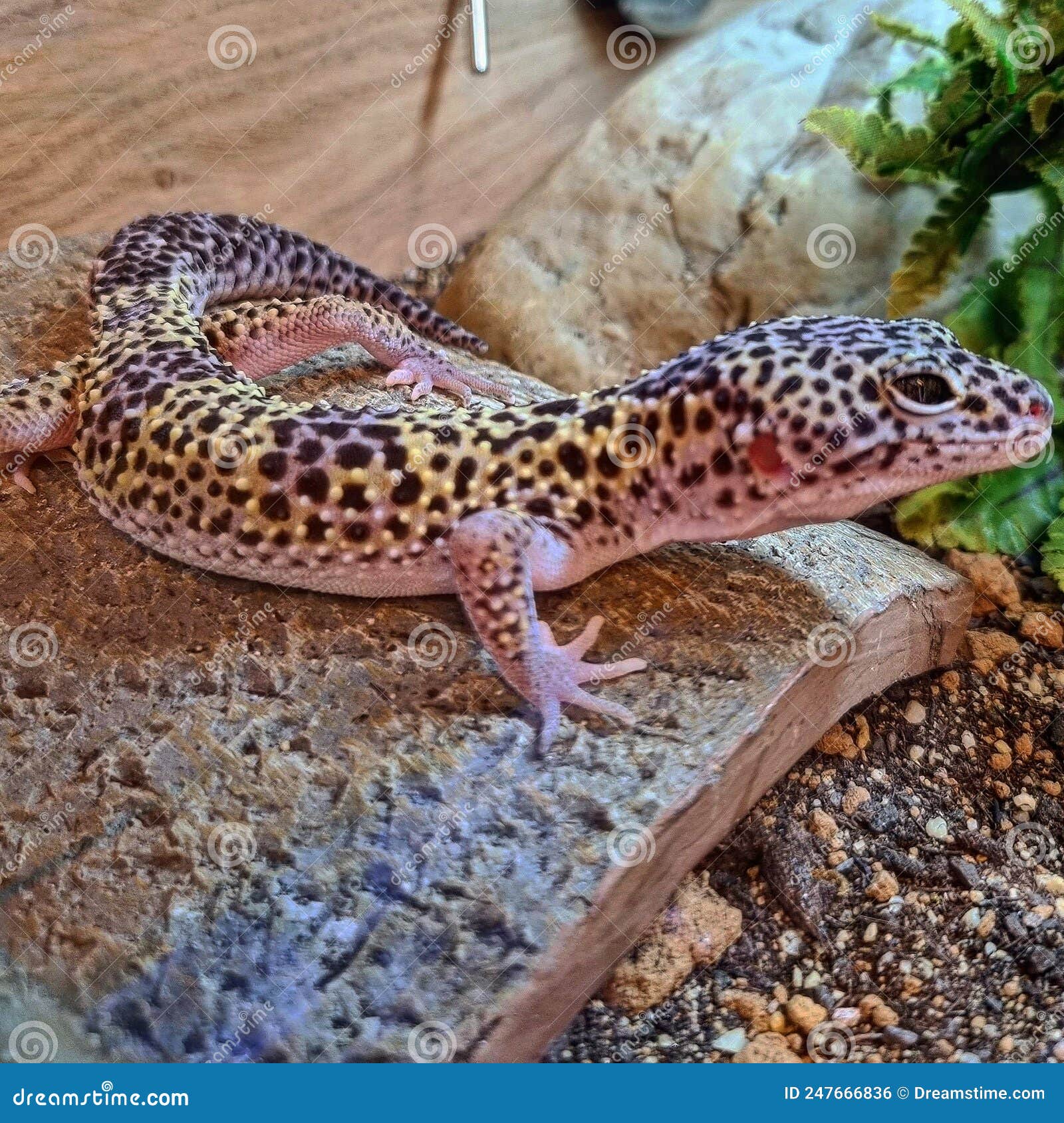 Leopard gecko basking stock photo. Image of snake, wildlife - 247666836